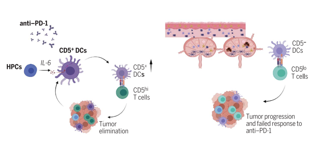 Science：表达 CD5 的树突状细胞，让抗肿瘤 T 细胞更有效
