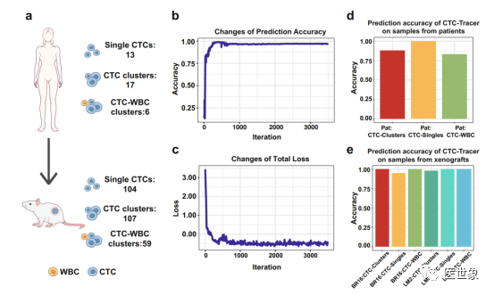 循环肿瘤细胞（CTC）新模型实现对肿瘤的精准溯源，精准度100%！