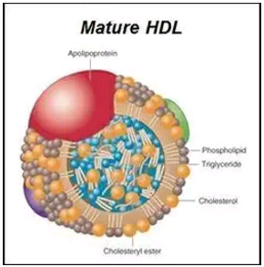 JACC：“好胆固醇”真的能防治心血管疾病吗？