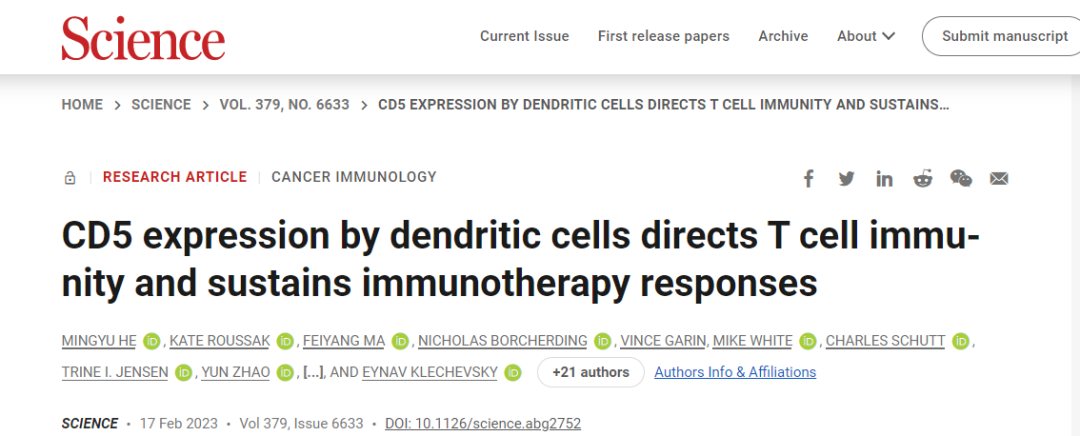 Science：表达 CD5 的树突状细胞，让抗肿瘤 T 细胞更有效